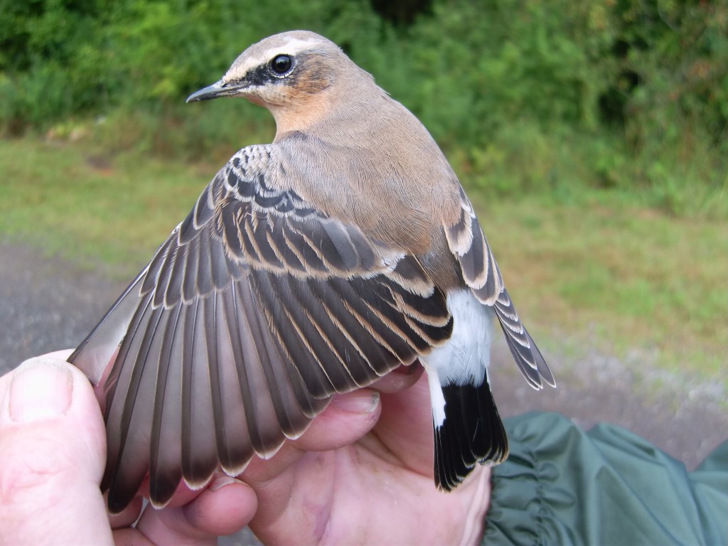 Spotlight on Stanford – Northants birds