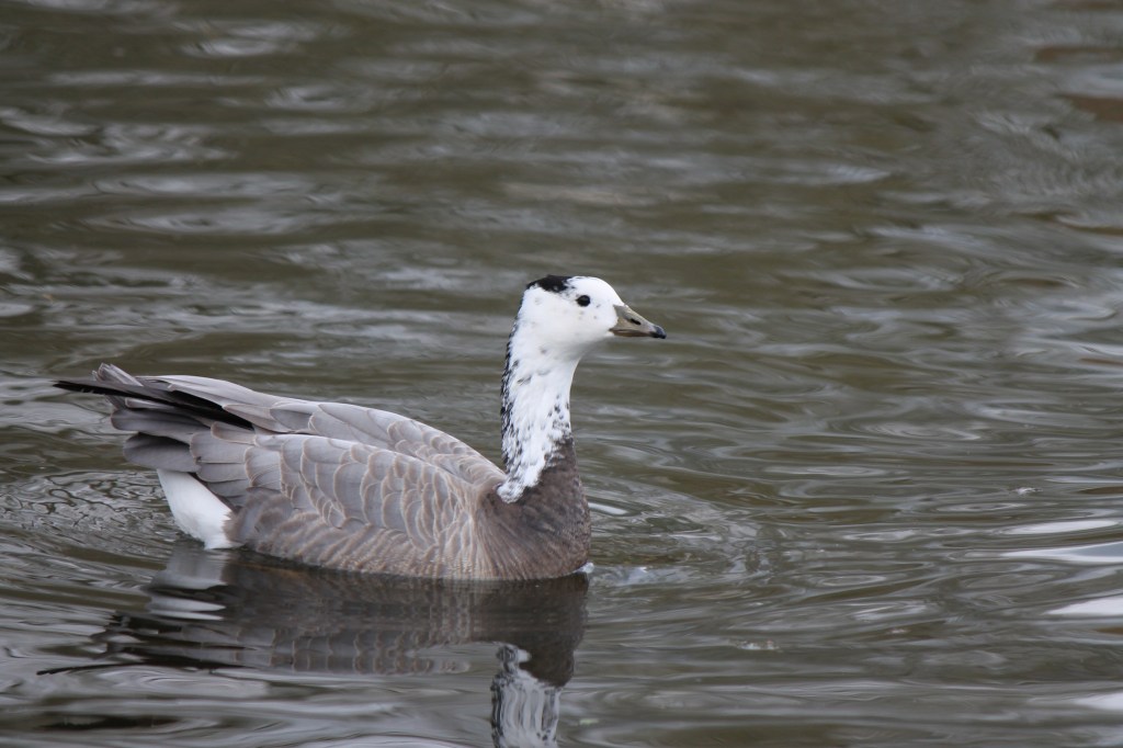 Gruesome Goose Gallery – Northants birds