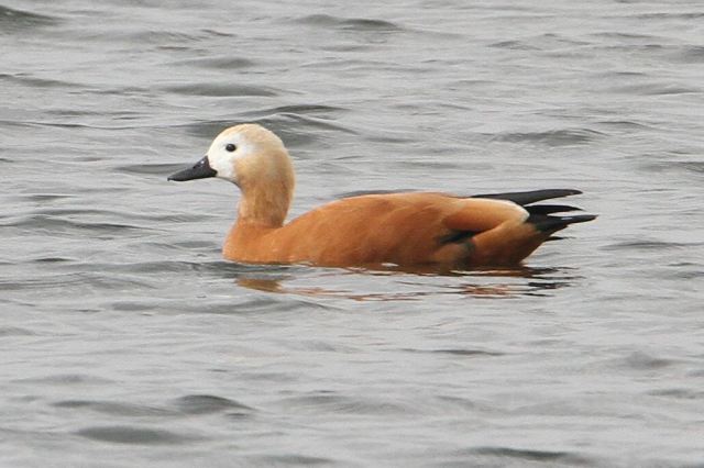 Ruddy Shelducks in Northants – Northants birds