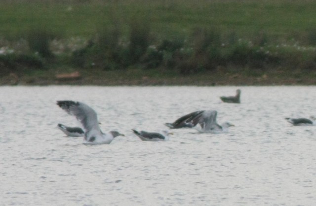 The Stanwick Azorean Yellow-legged Gull – Northants birds