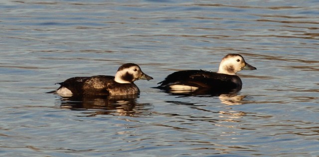 Coal and Candlelight: the Earls Barton Long-tailed Ducks – Northants birds