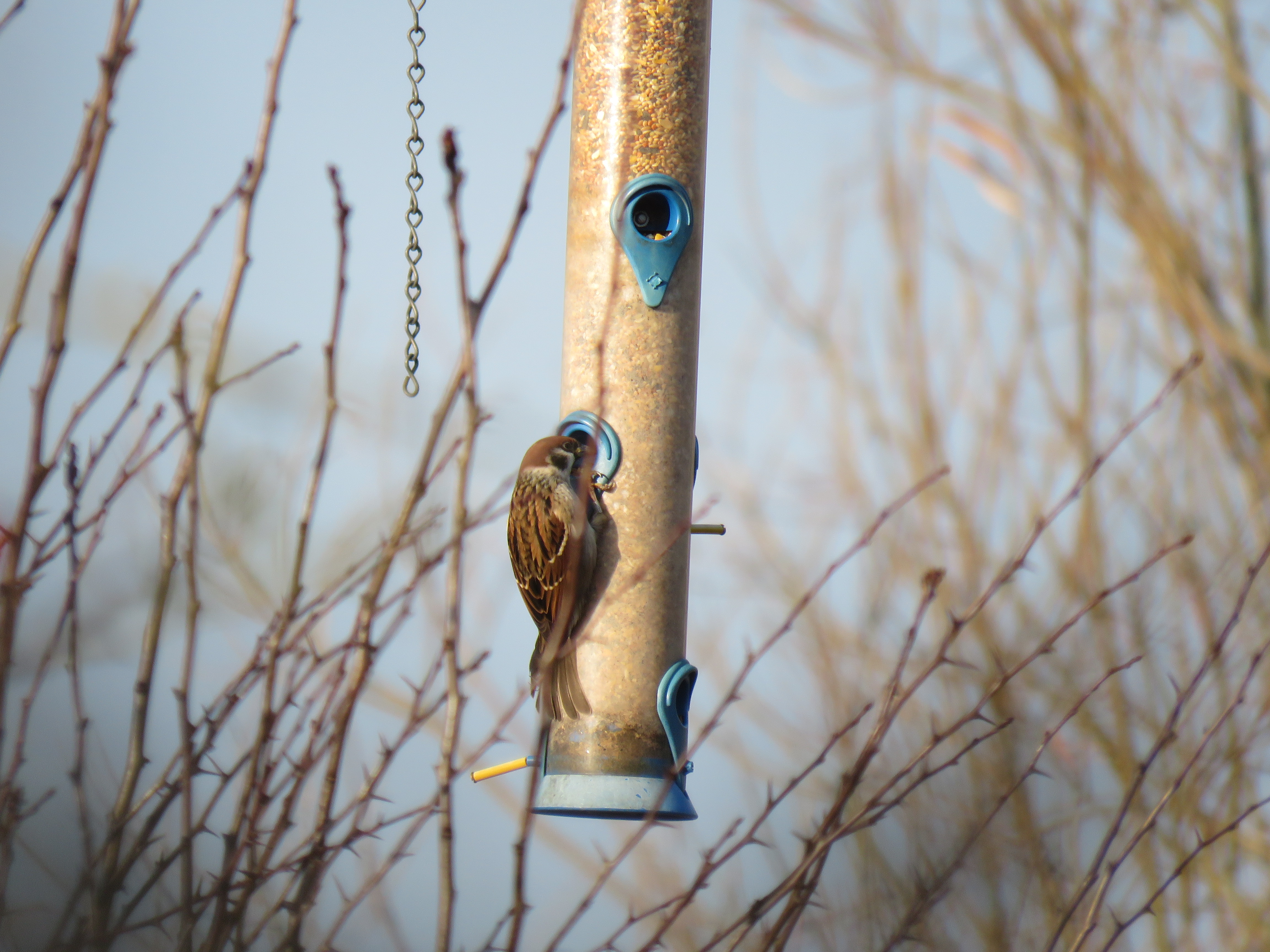 Stanford Ringing Group Appeal – Northants birds