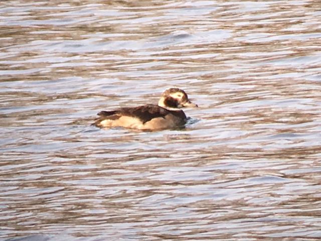 Rarity Round-up 24th to 31st December 2016 – Northants birds