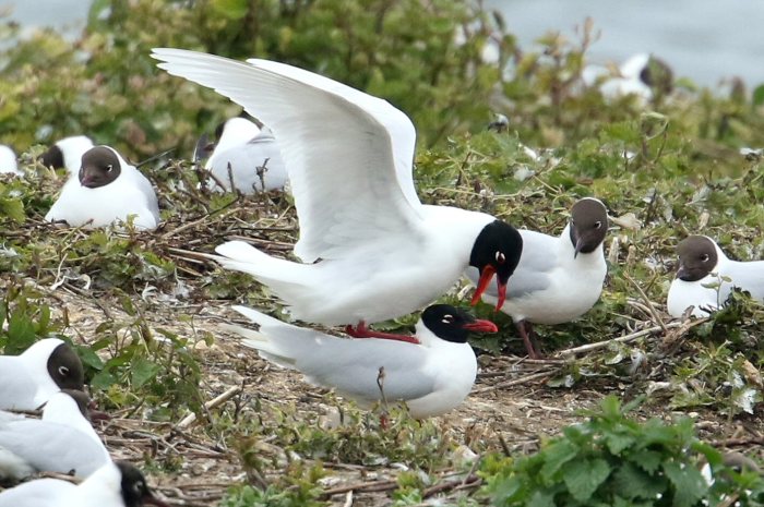 Mediterranean Gull – a new breeding species for Northants – Northants birds