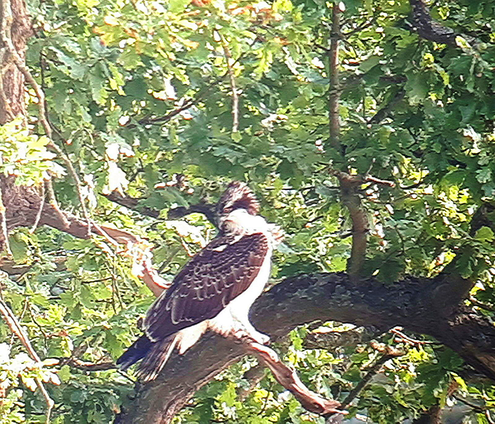 Rarity Round-up, 2nd to 8th September 2017 – Northants birds