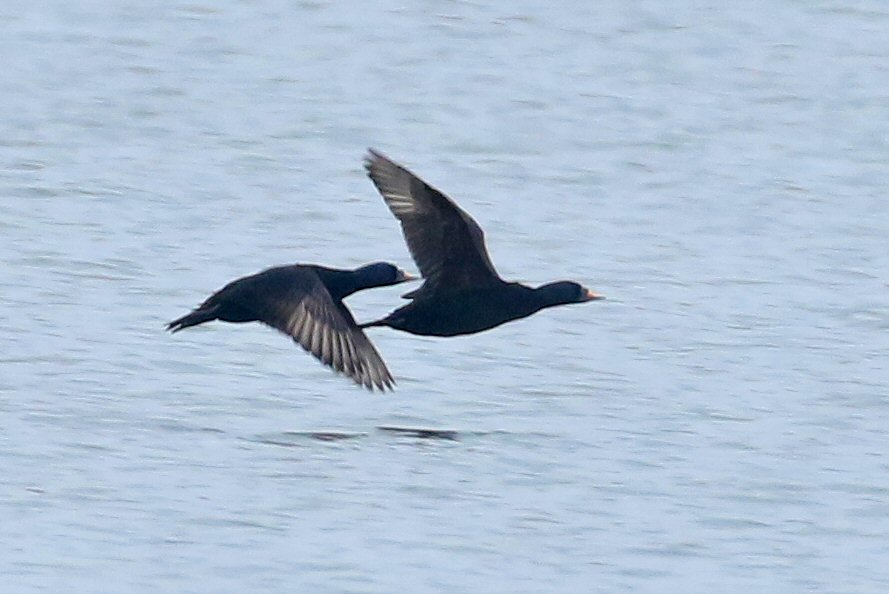 Rarity Round-up, 3rd to 9th March 2018 – Northants birds