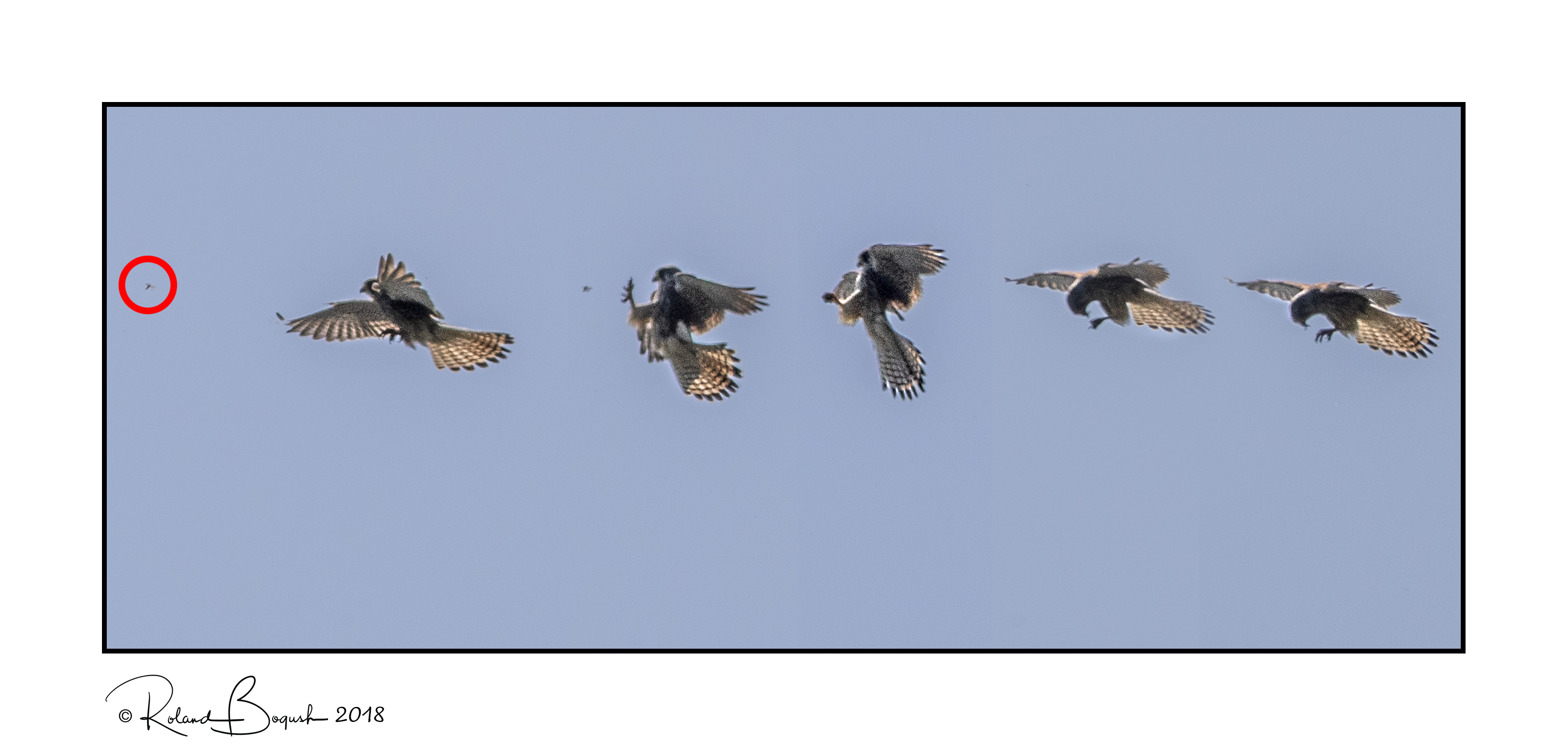 Kestrel does Qualcast – Northants birds