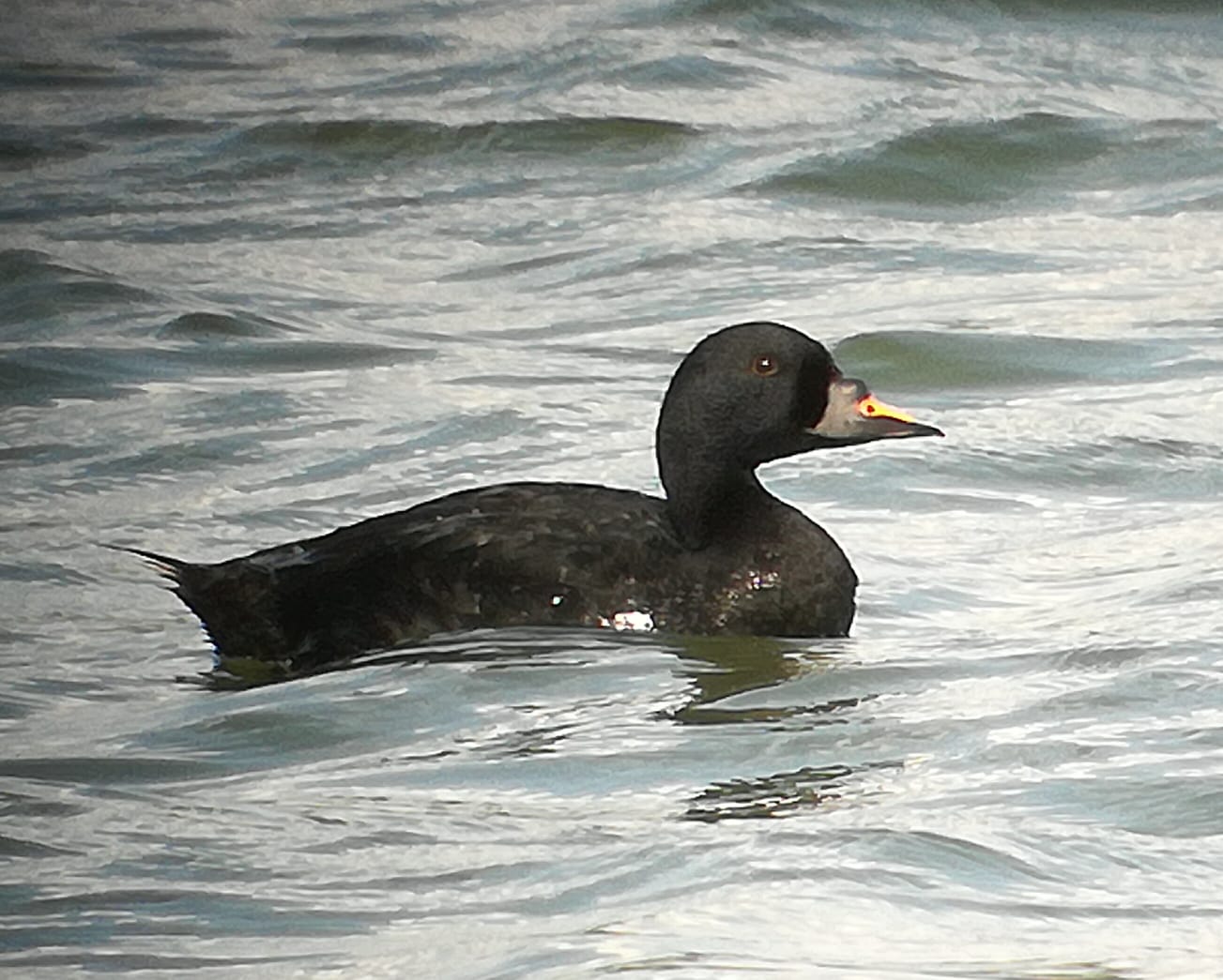 Rarity Round-up, 14th to 27th July 2018 – Northants birds