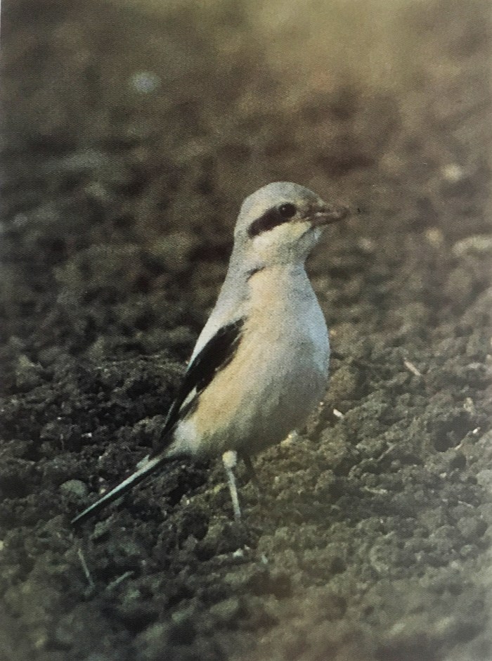 A steppe in the wrong direction? – Northants birds