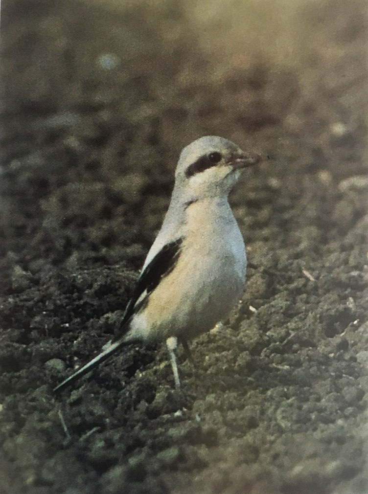 A steppe in the wrong direction? – Northants birds