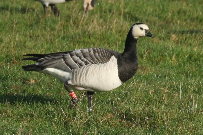 Newsround – 5th to 11th December 2020 – Northants birds