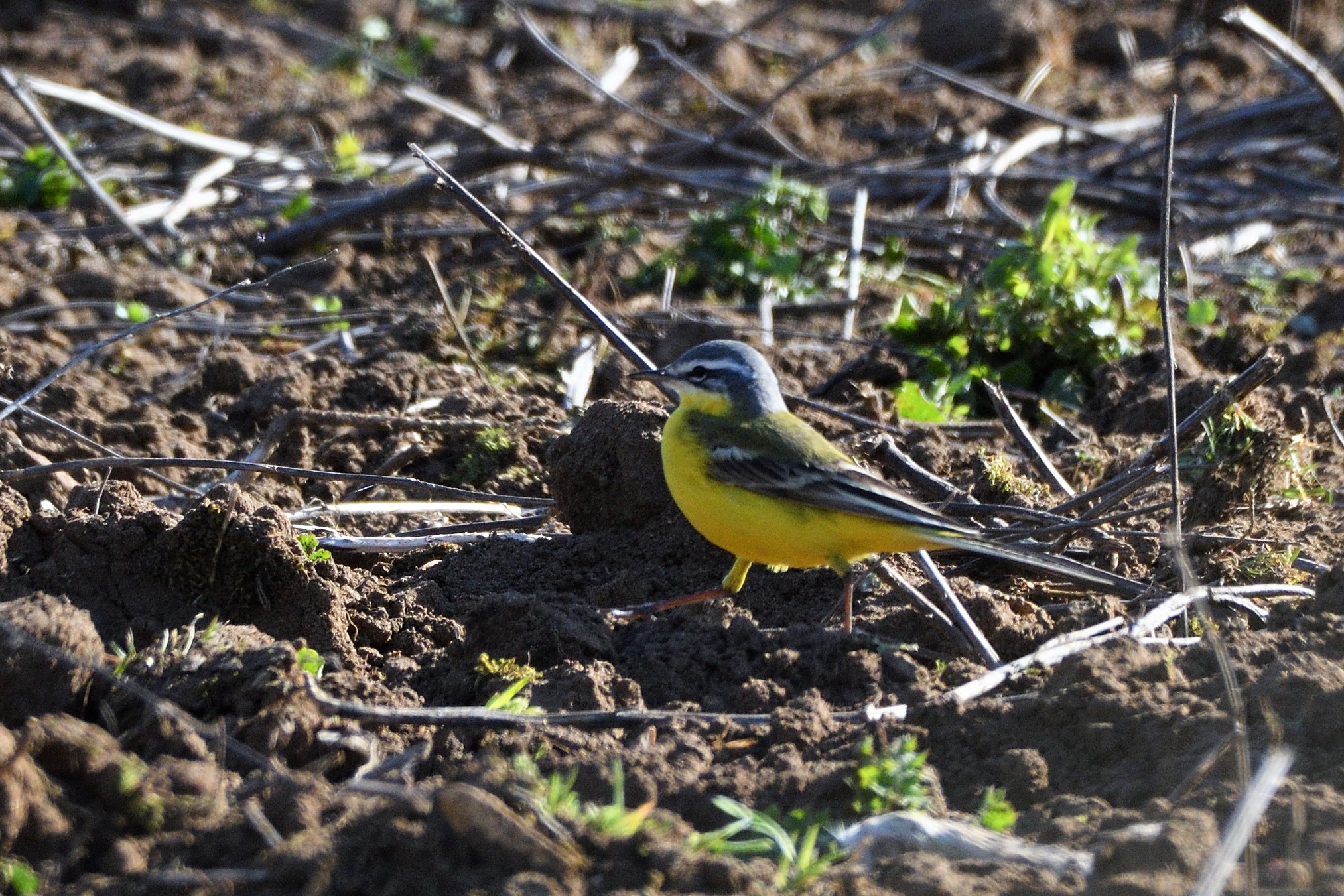 Blue-headed and Yellow Wagtail variants at Summer Leys – Northants birds