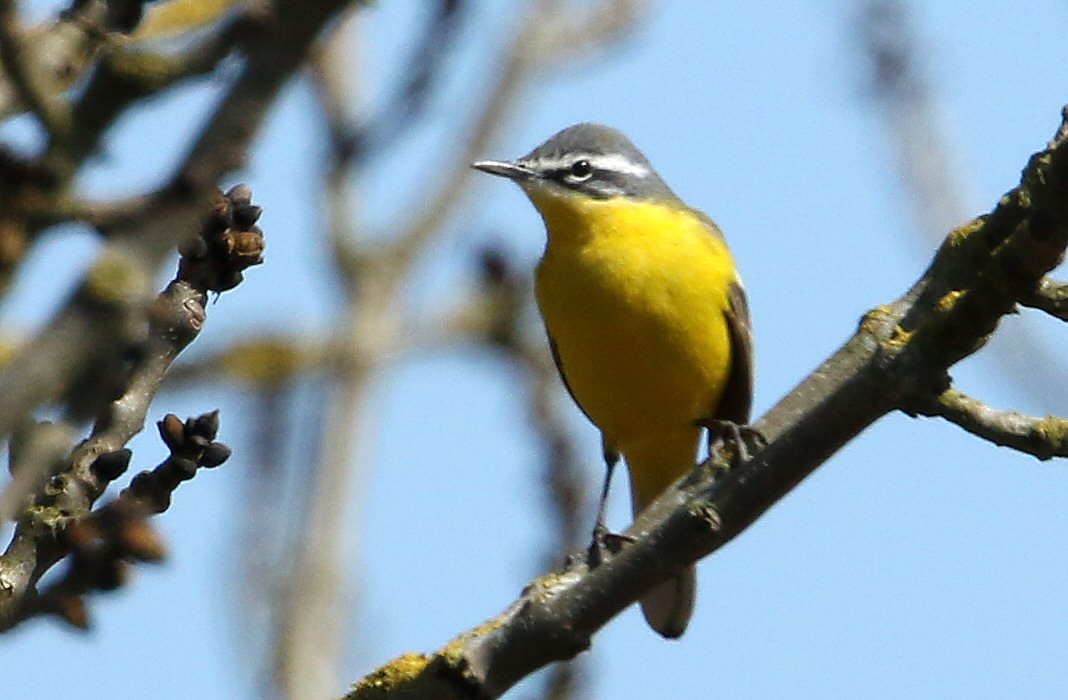 Blue-headed and Yellow Wagtail variants at Summer Leys – Northants birds