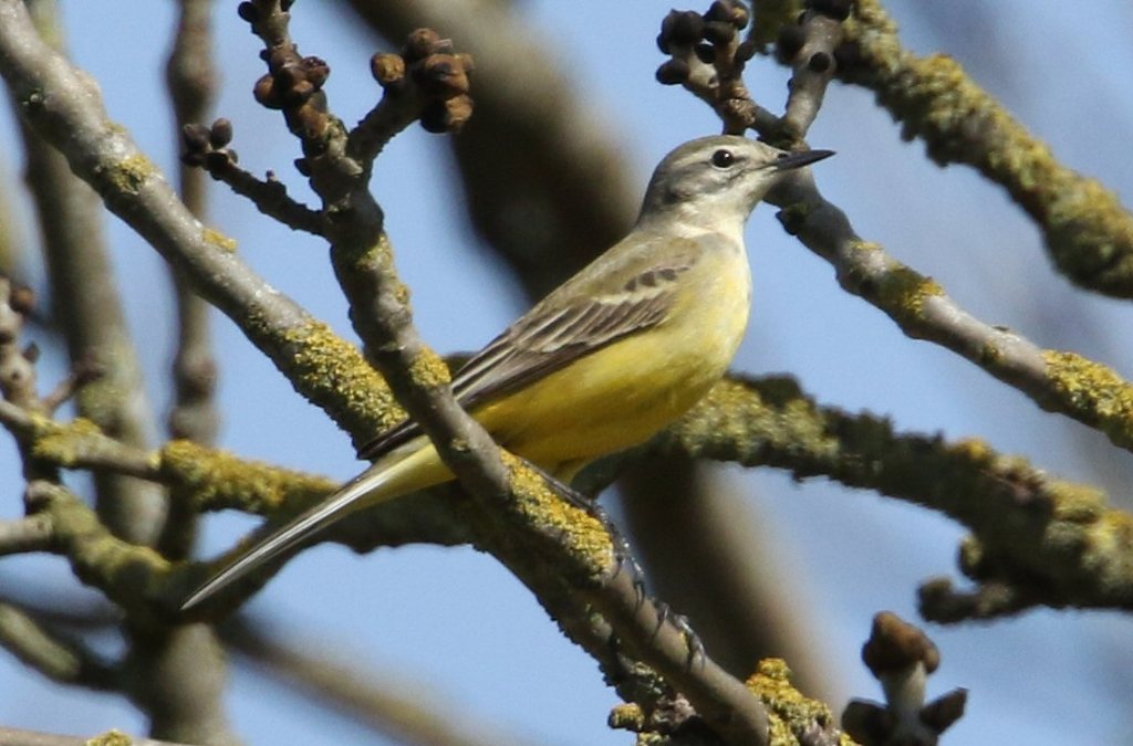 Blue-headed and Yellow Wagtail variants at Summer Leys – Northants birds