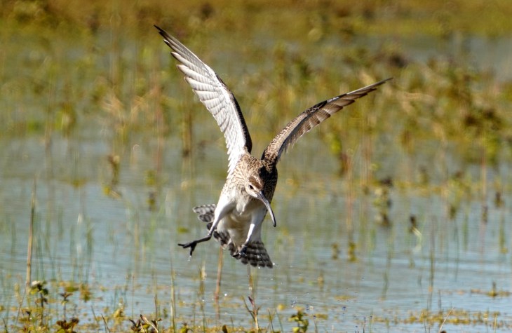 Newsround – 17th to 23rd April 2021 – Northants birds