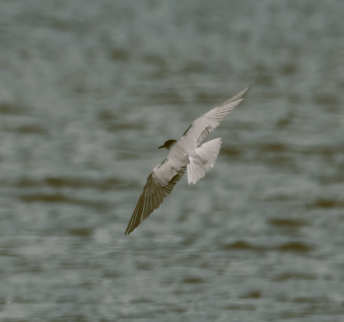 Northants birds – Bird news and more