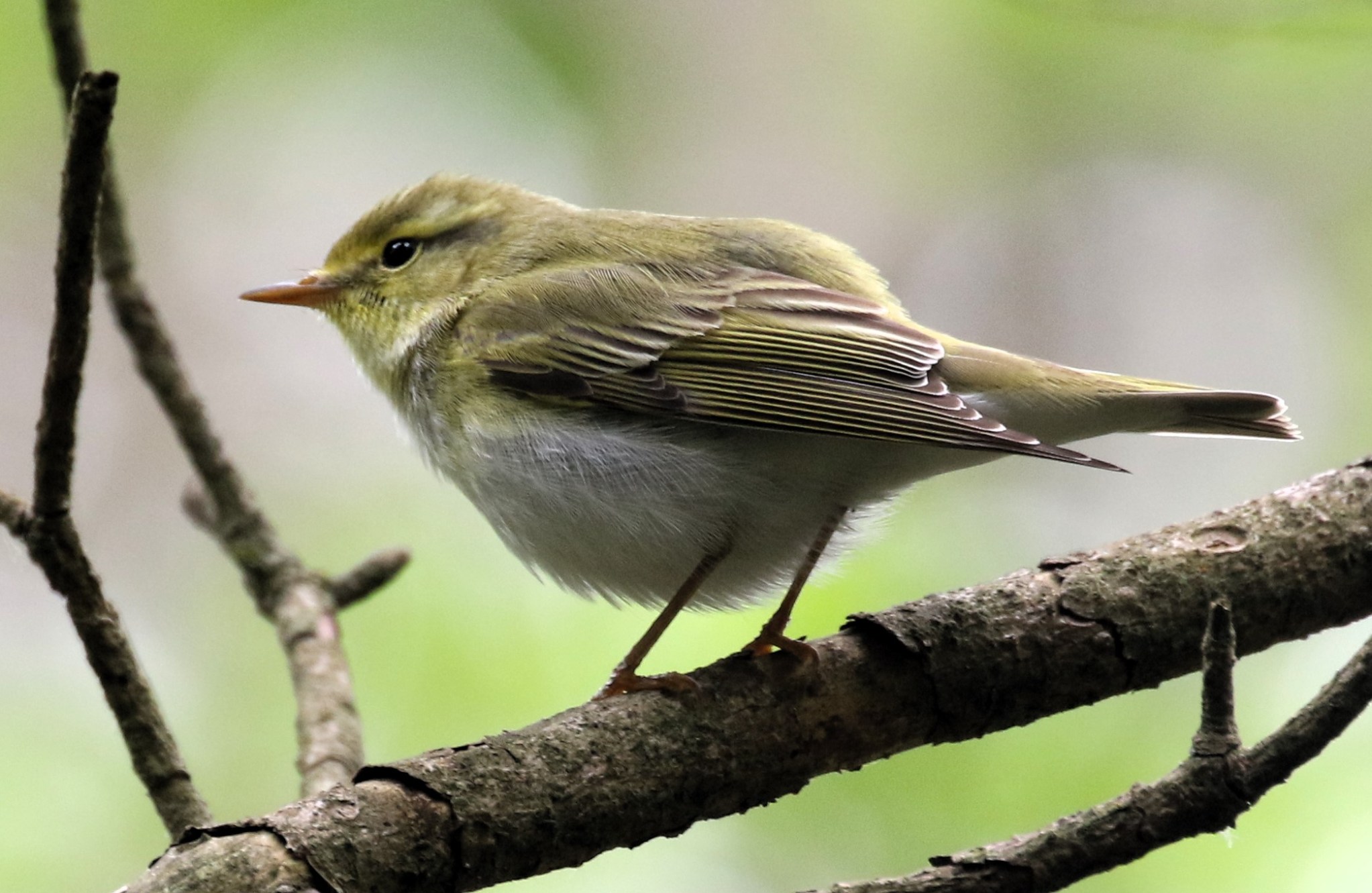 sightings – Northants birds