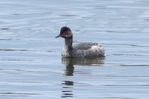 Northants birds – Bird news and more