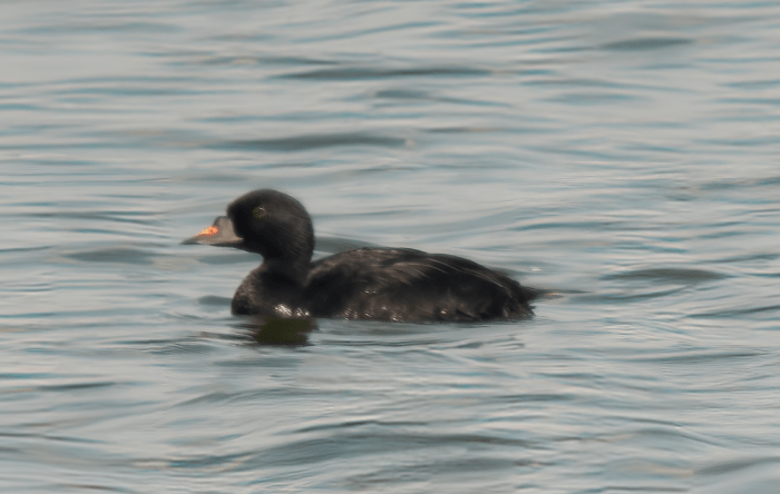 Northants birds – Bird news and more