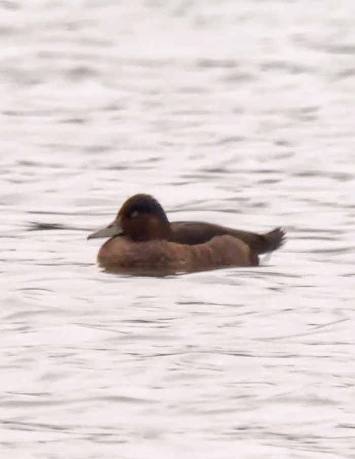 Northants birds – Bird news and more