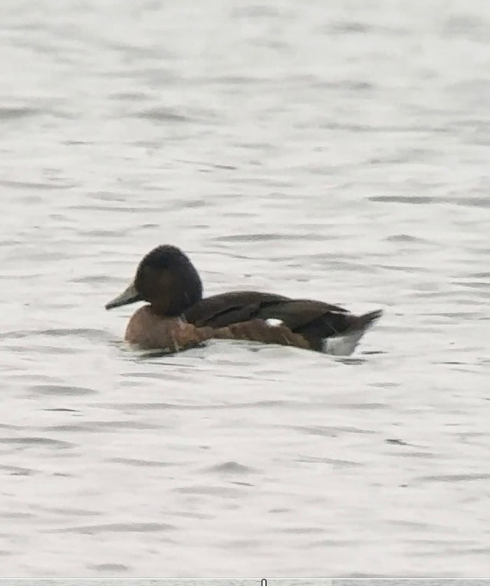 Northants birds – Bird news and more