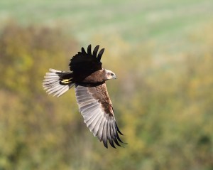 Northants birds – Bird news and more