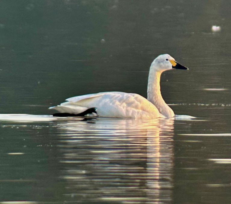 Northants birds – Bird news and more