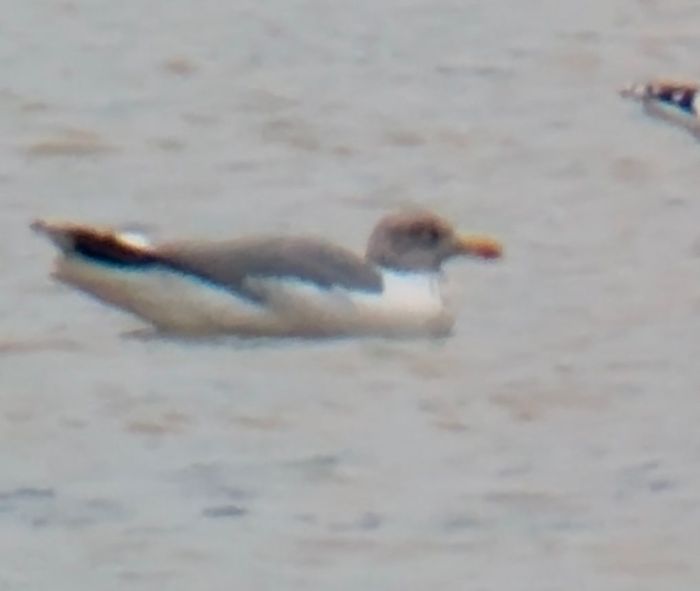 Northants birds – Bird news and more
