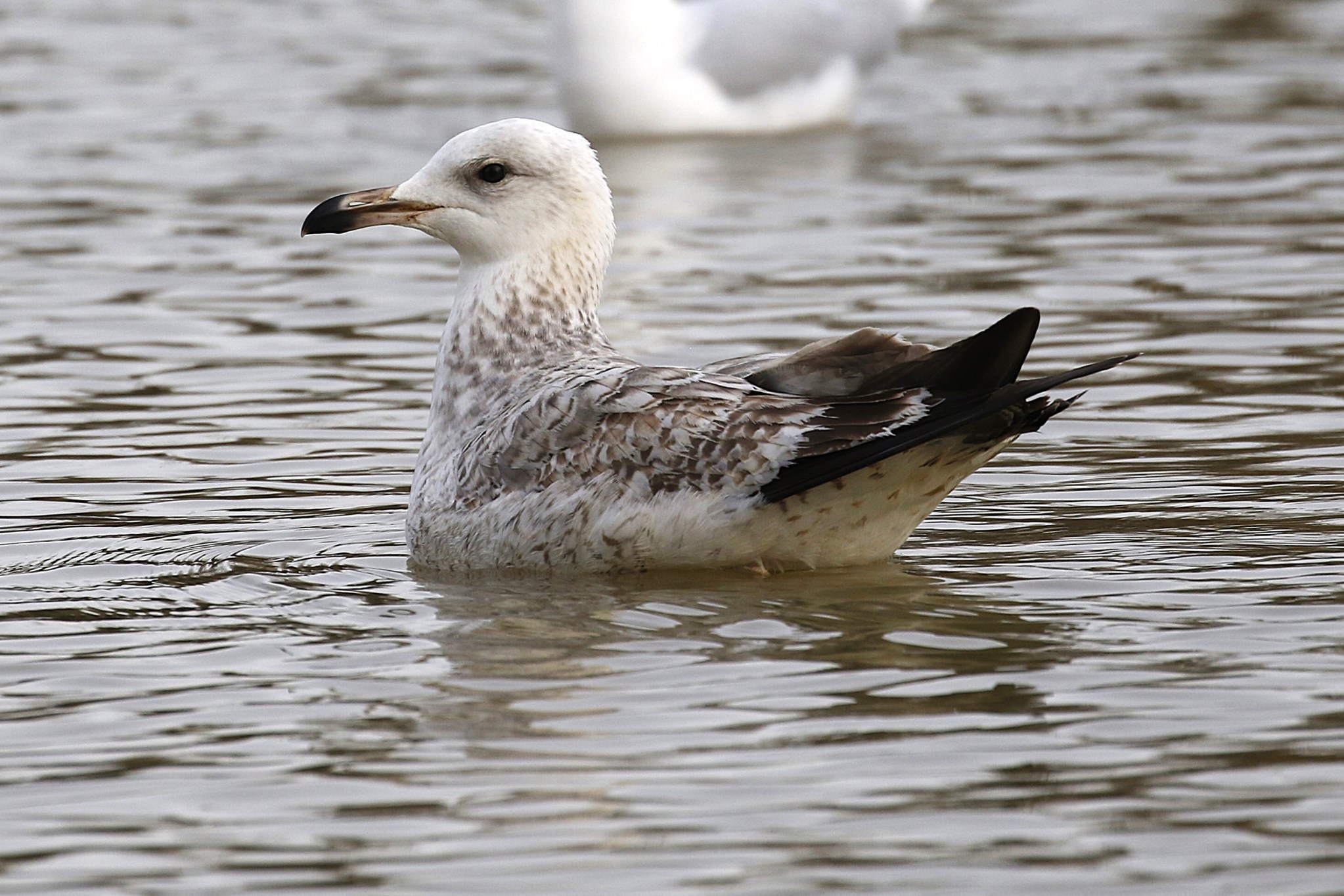 Northants birds – Bird news and more