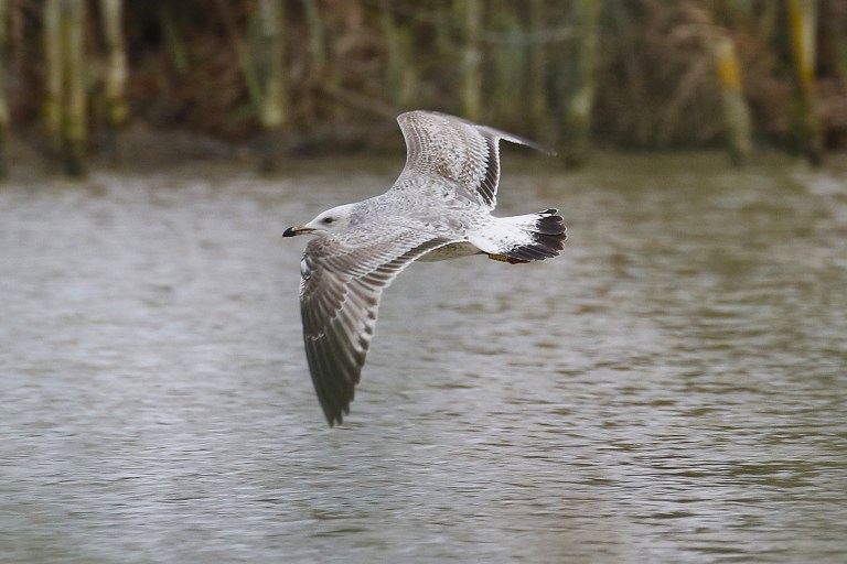 Northants birds – Bird news and more