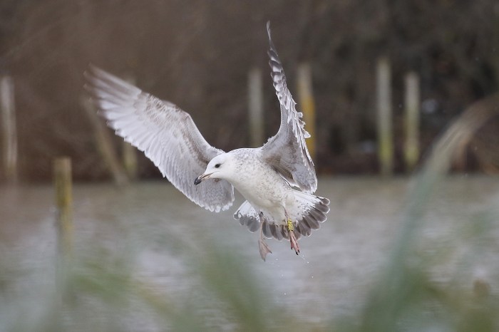 Northants birds – Bird news and more