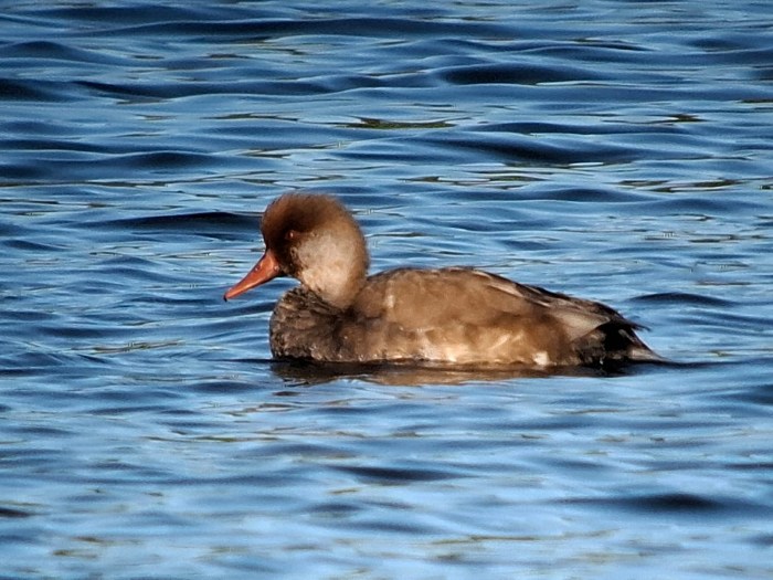 Birds – Northants birds