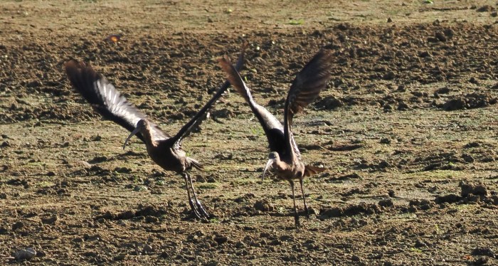 Birds – Northants birds