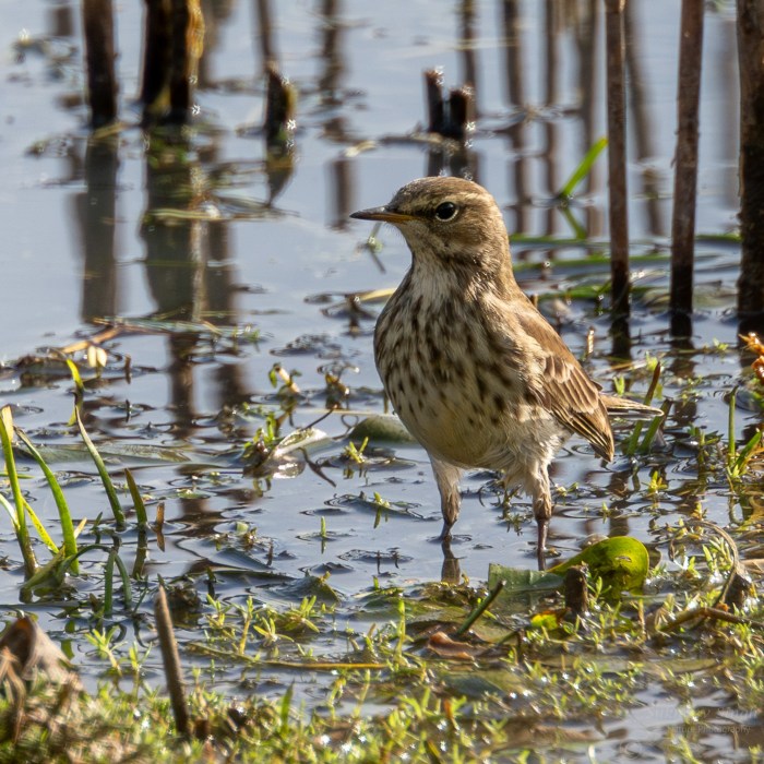Birds – Northants birds