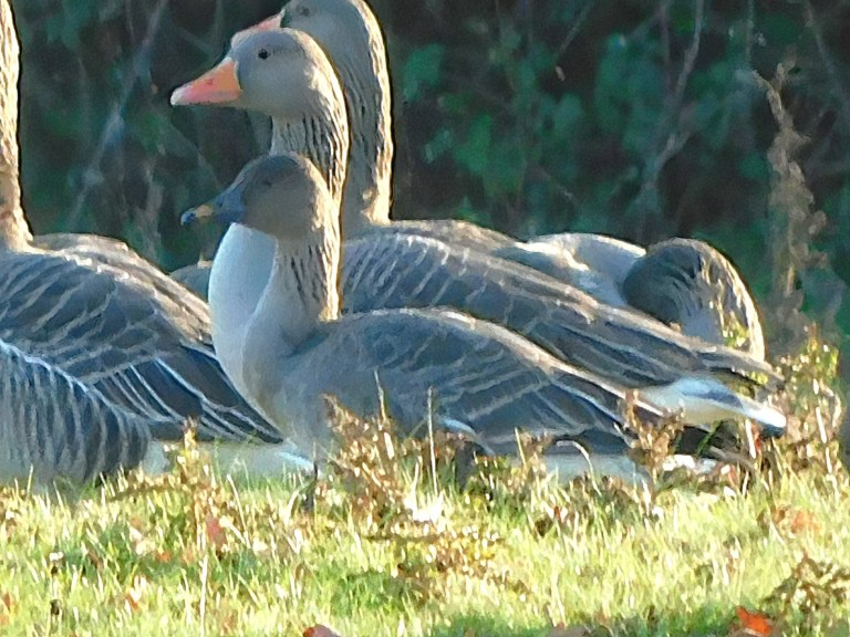 tundra-bean-goose – Northants birds