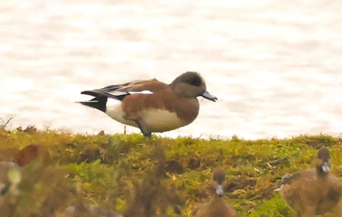 Northants birds – Bird news and more