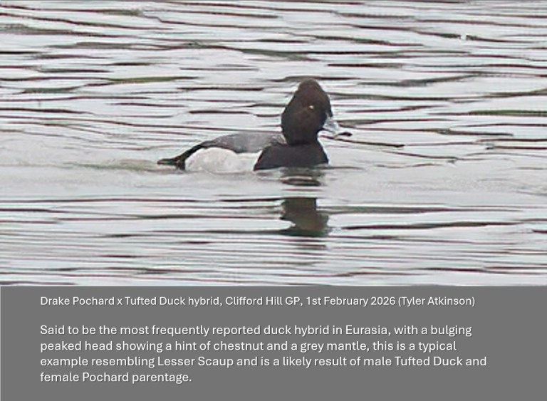 duck-hybrids – Northants birds